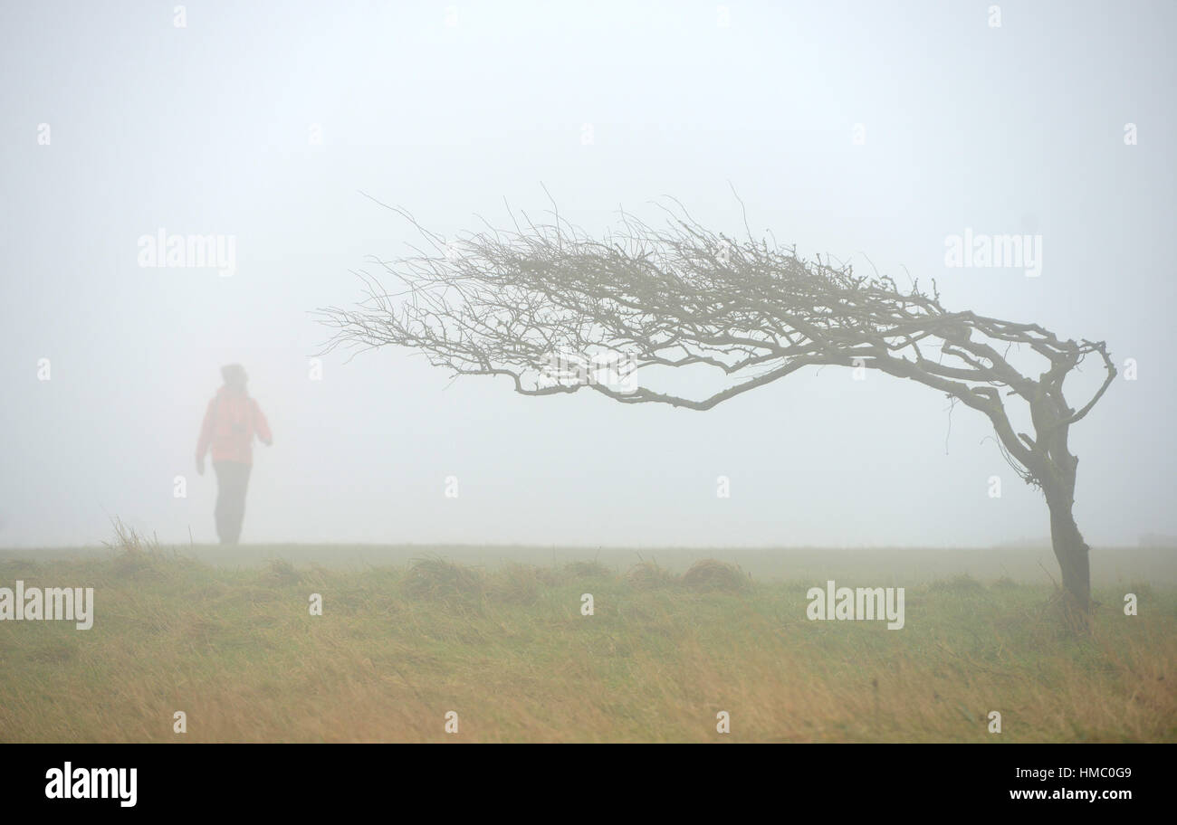 Wind blown tree hi-res stock photography and images - Alamy