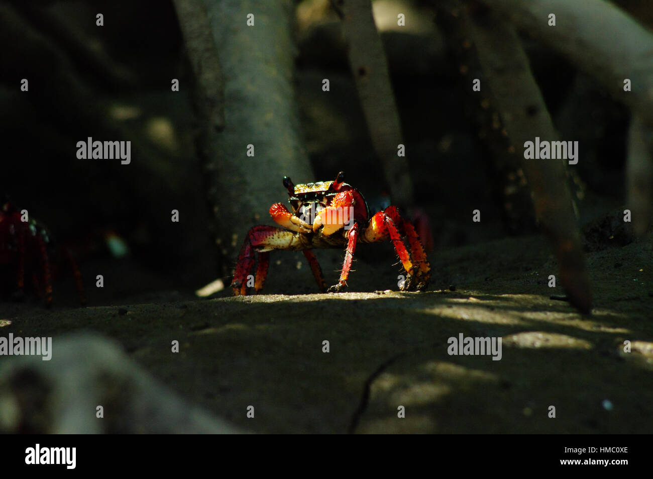 Small red crab hiding in the shade of the mangroove Stock Photo - Alamy