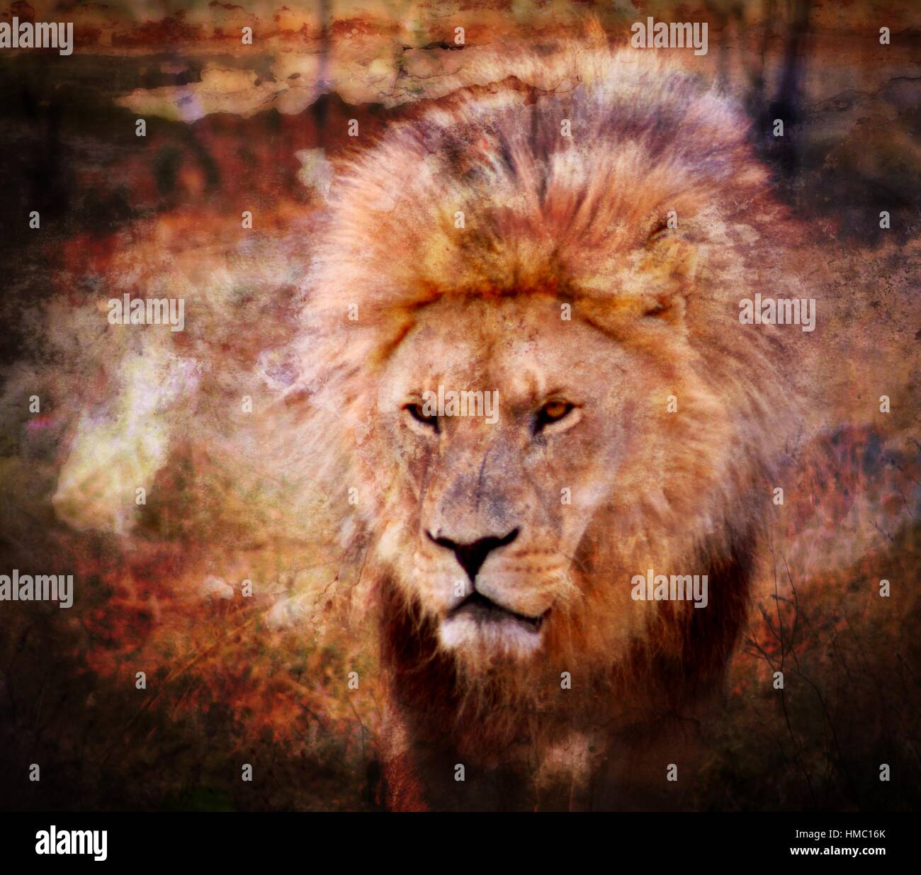 King Beasts King Of The Jungle High Resolution Stock Photography and ...