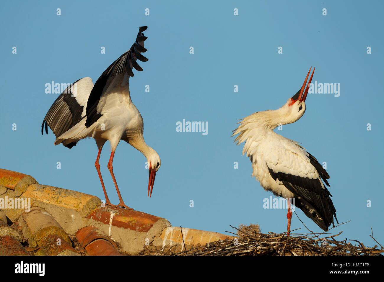 Bill clattering hi-res stock photography and images - Alamy