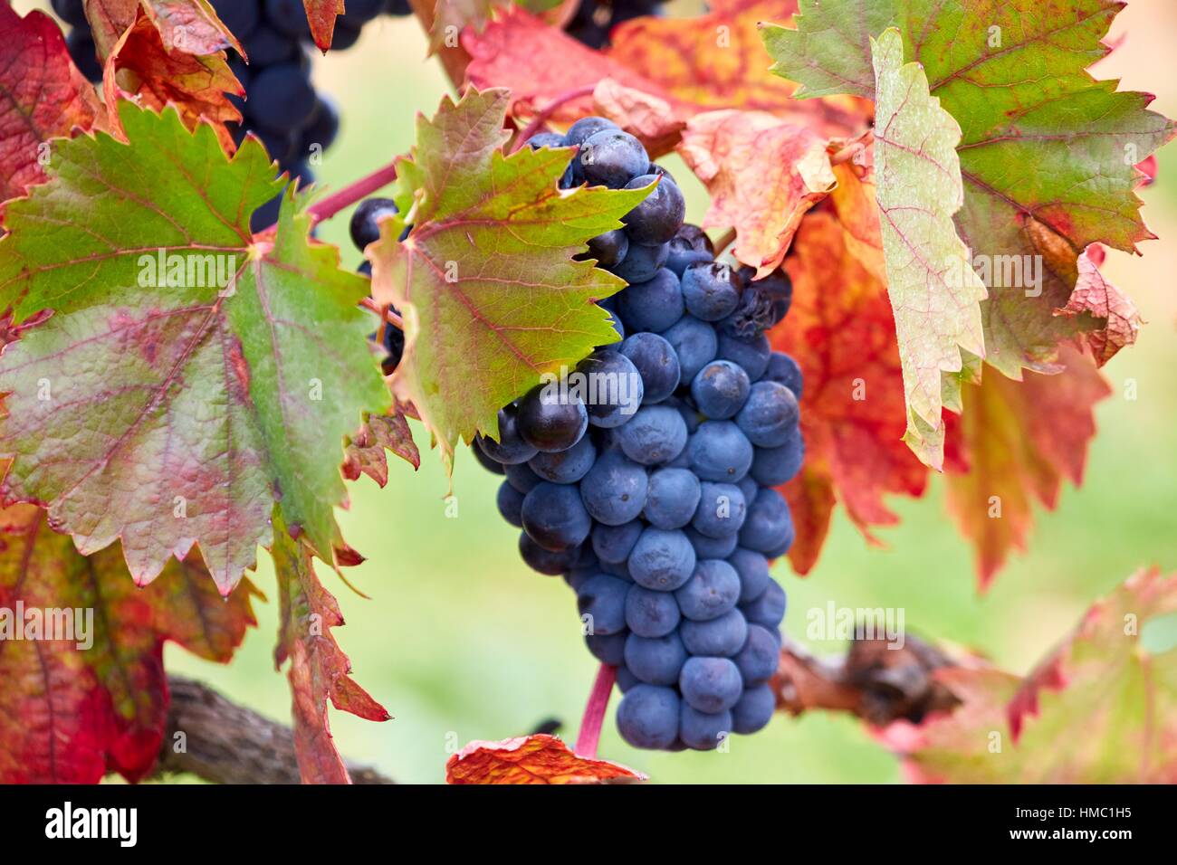 Grenache Grape High Resolution Stock Photography and Images - Alamy