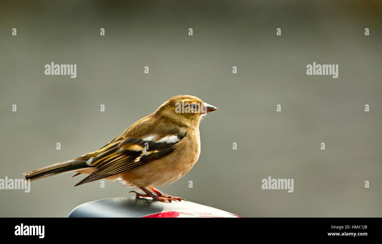 Female common hi-res stock photography and images - Alamy