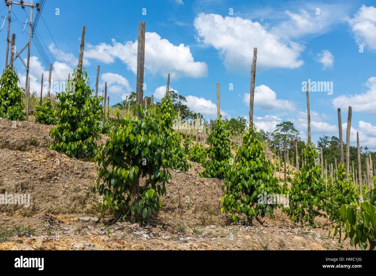 Sarawak pepper hi-res stock photography and images - Alamy