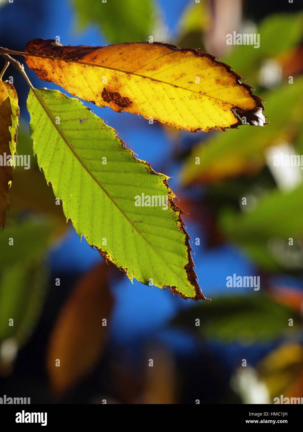 Old chestnut tree hi-res stock photography and images - Alamy