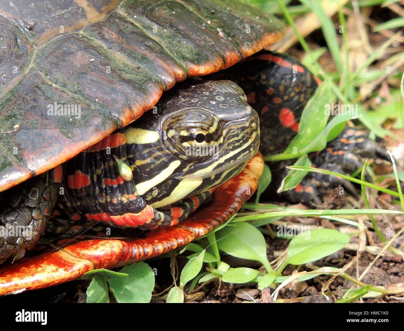 A turtle close-up is partly inside his shell, Pennsylvania, USA Stock ...