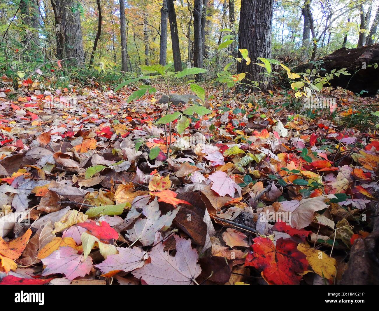 Littered forest hi-res stock photography and images - Alamy