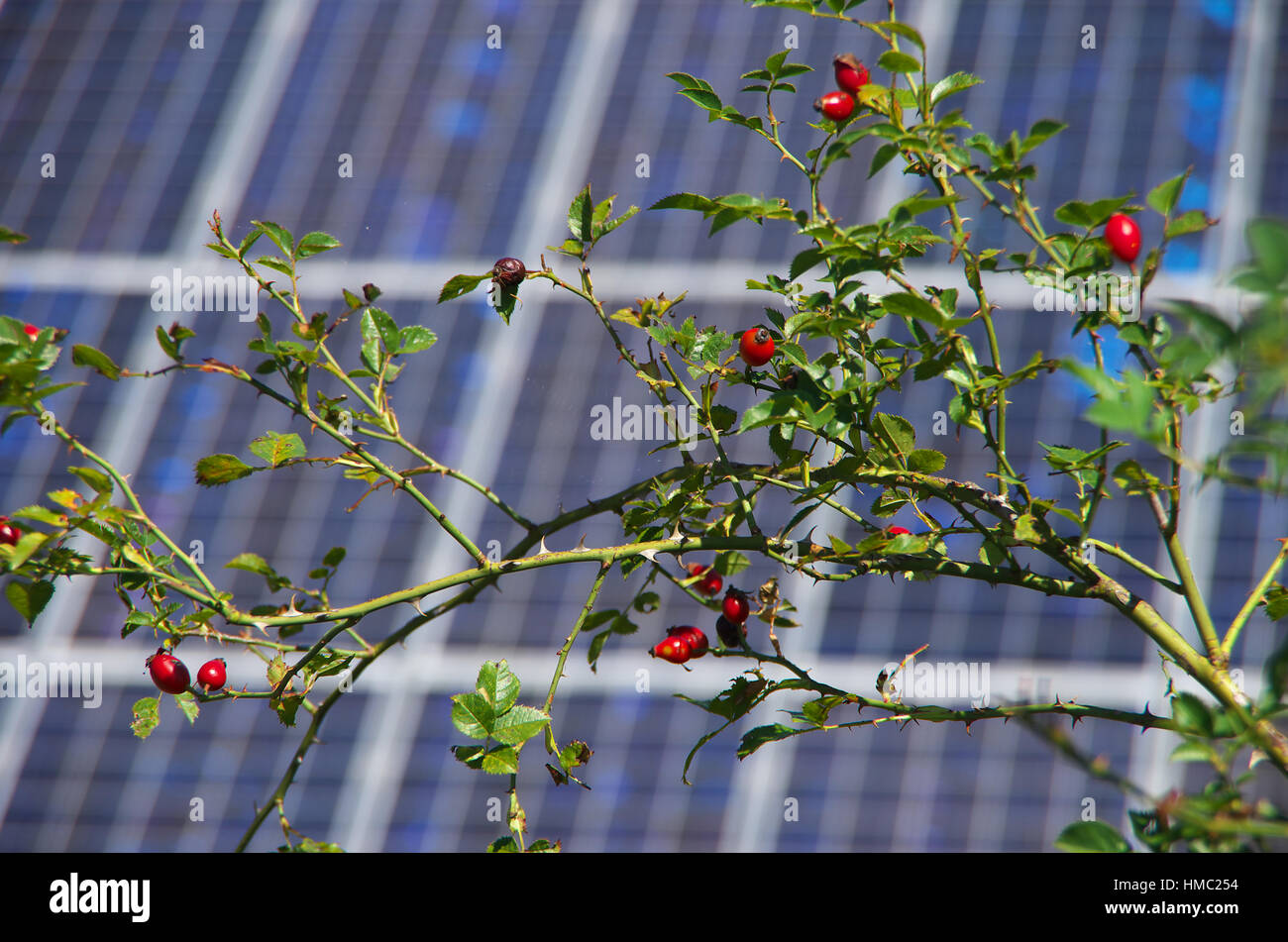 Selective focus on berry plant with blurred solar panels in the ...