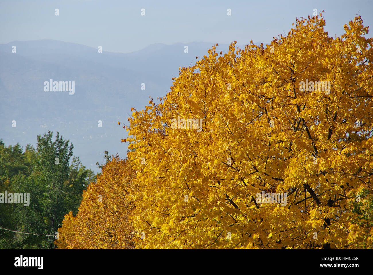 Italian maple tree hi-res stock photography and images - Alamy