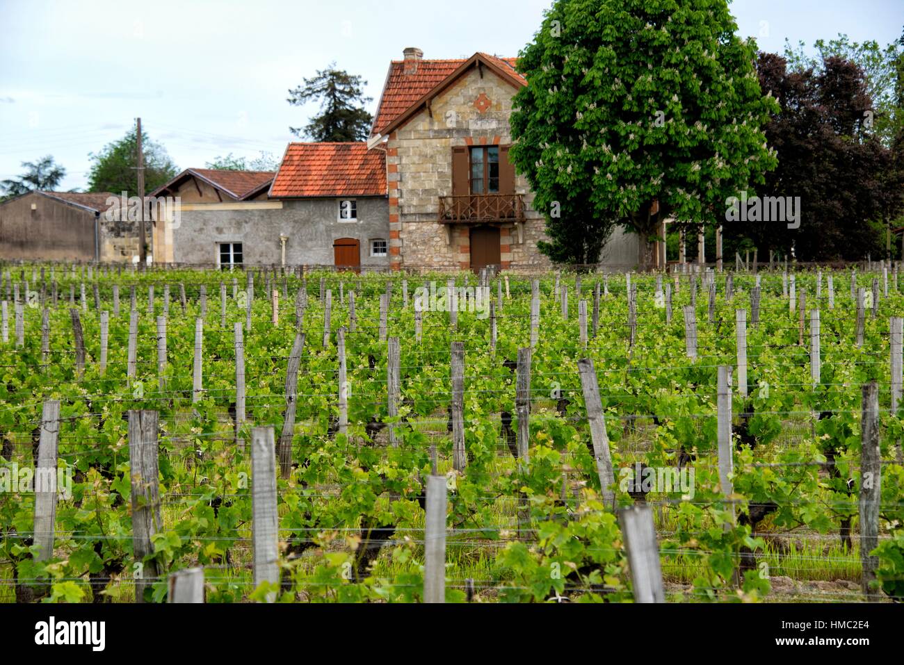 Libourne france vineyard hi-res stock photography and images - Alamy