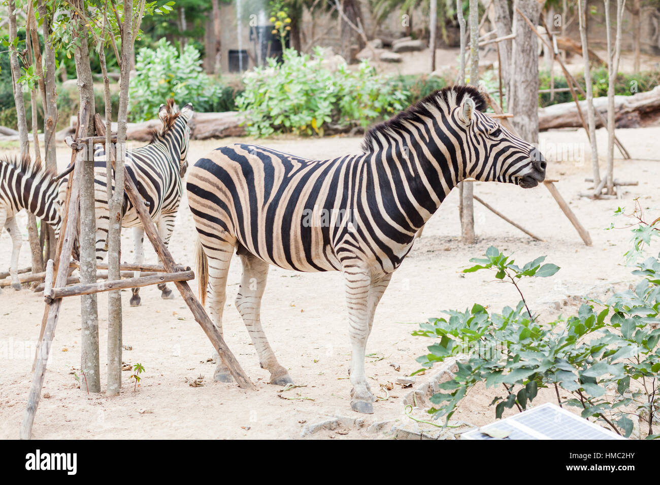 Zebra in the zoo hi-res stock photography and images - Alamy