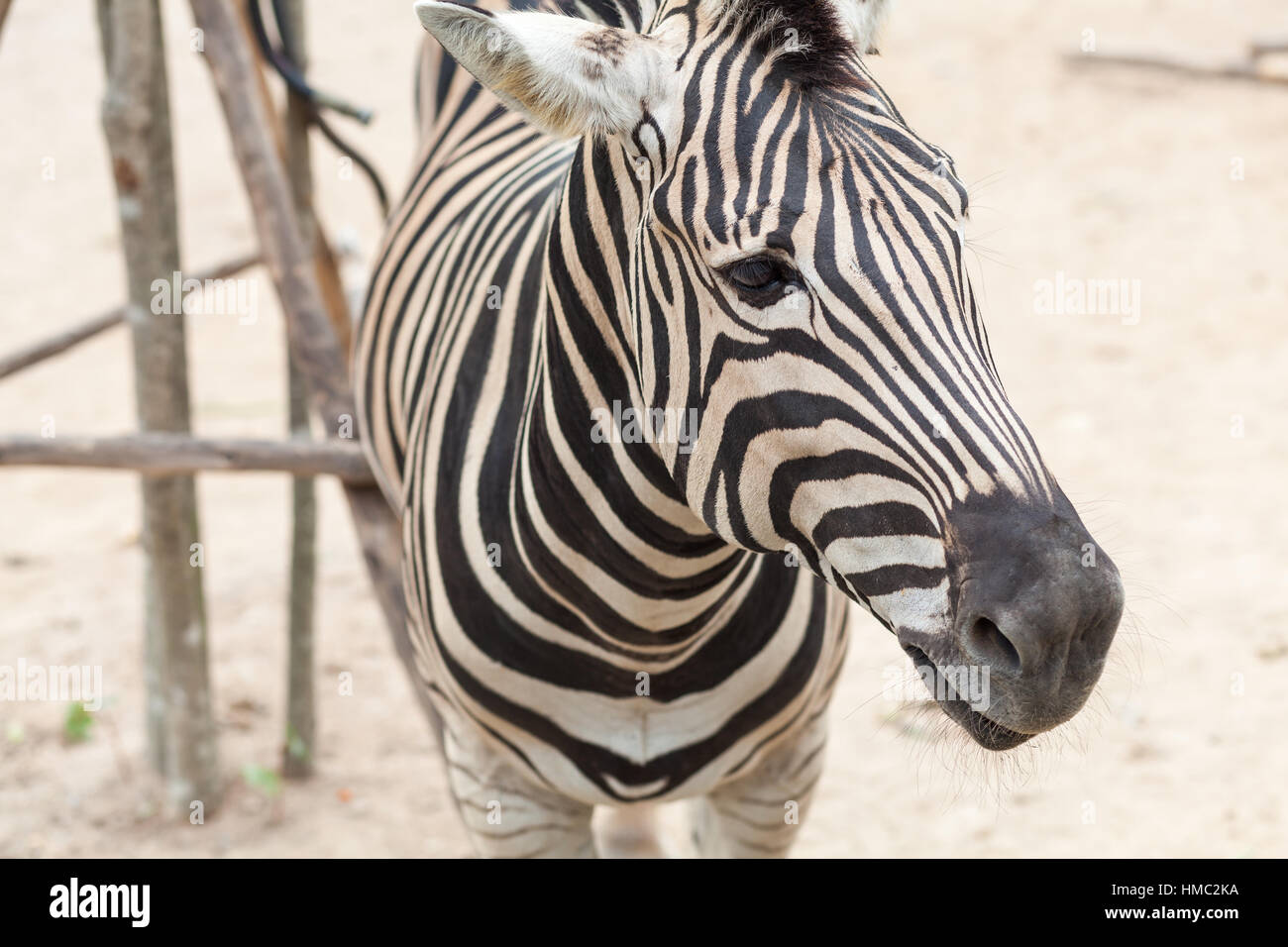 Zebra in the zoo hi-res stock photography and images - Alamy