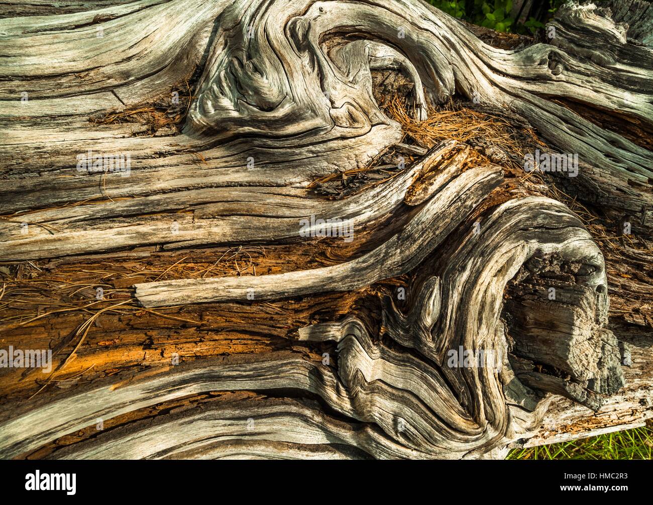 Decompose hi-res stock photography and images - Alamy
