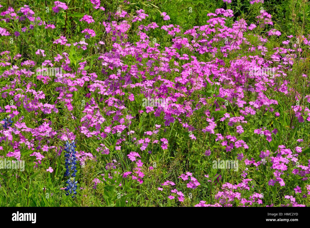 Flowering wild phlox (Phlox spp. ), Llano County CR 310, Texas, USA ...