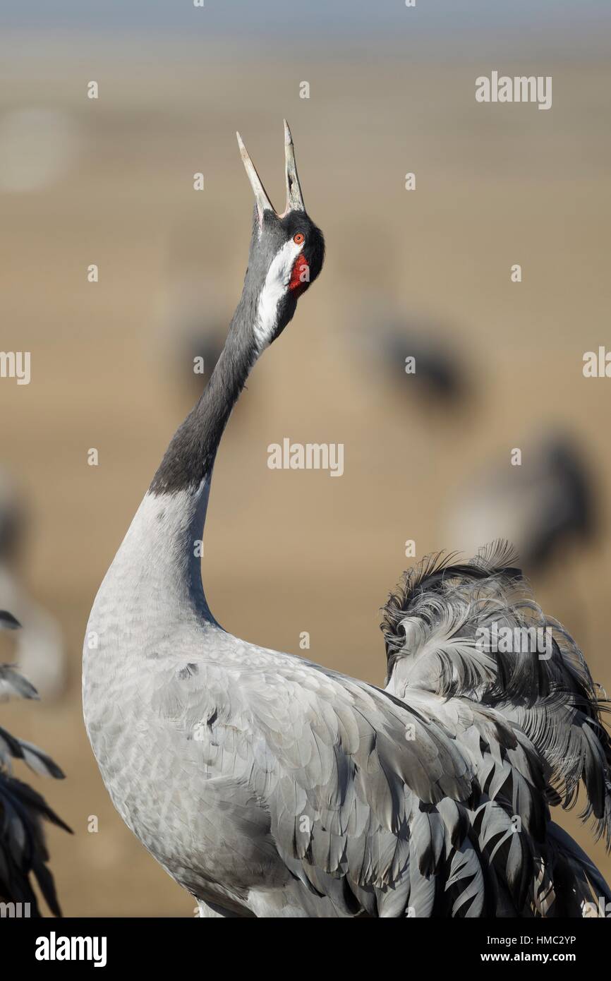 Crane in Gallocanta. Spain Stock Photo - Alamy