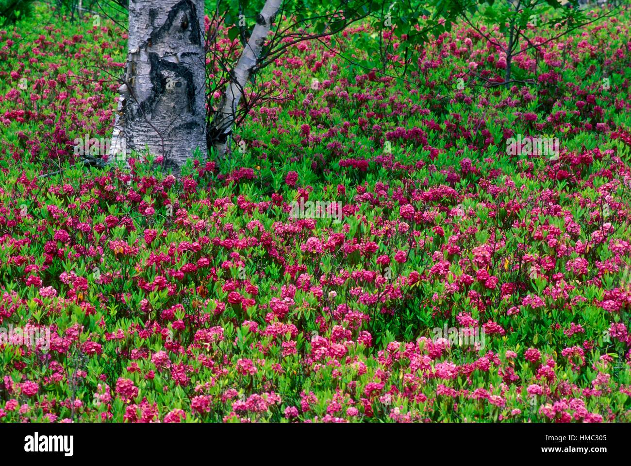 Lively and scenic setting hi-res stock photography and images - Alamy