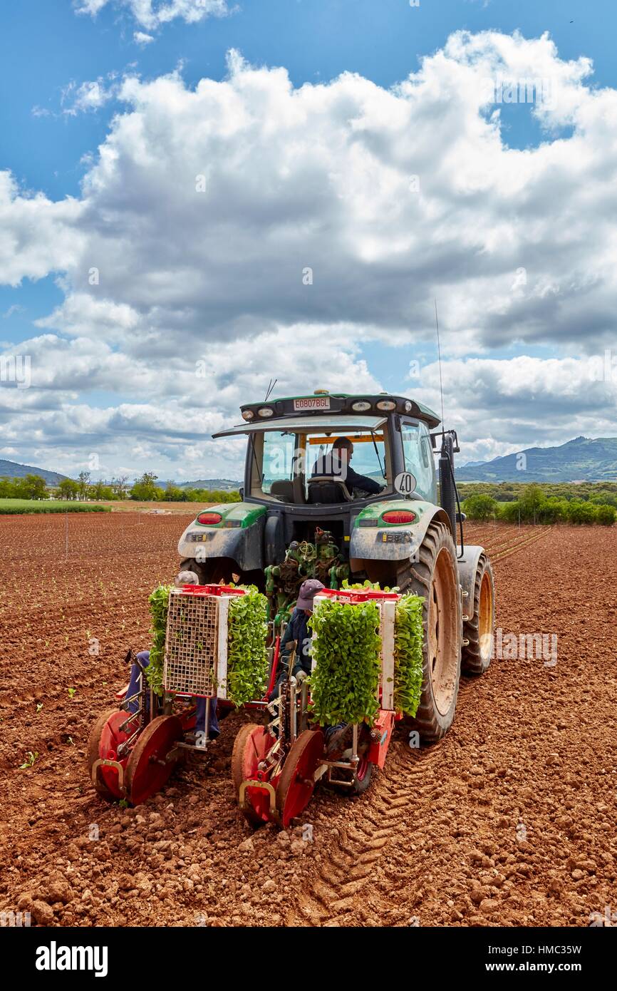 Farmers planting snuff plant hi-res stock photography and images - Alamy