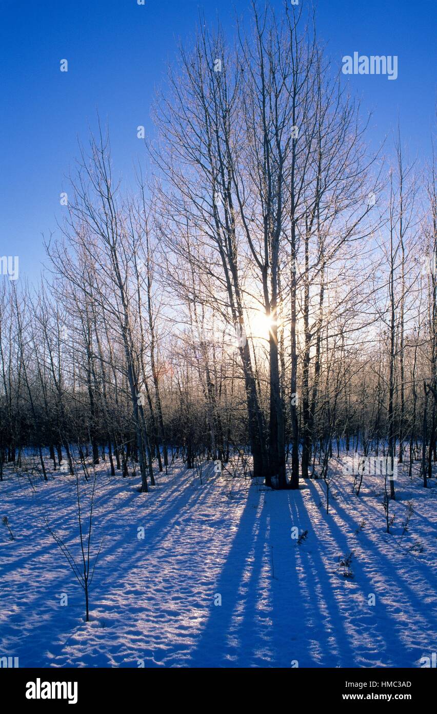 Atmospherics trees hi-res stock photography and images - Alamy