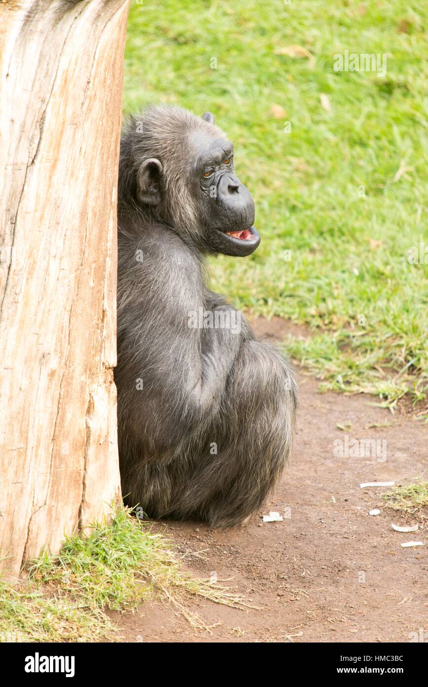 Orangutan zoo europe hi-res stock photography and images - Alamy