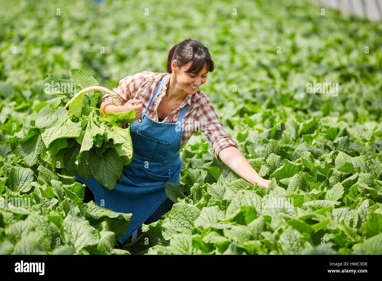 Farmer, borage collection, Borago officinalis, Greenhouse, Agricultural ...