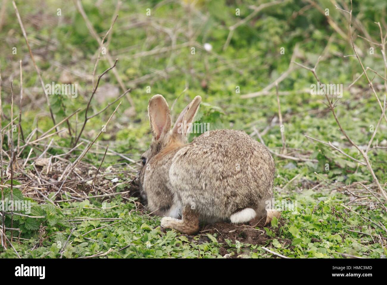 Rabbit, S´Albufera Natural Park, Majorca, Balearic Islands, Spain Stock ...