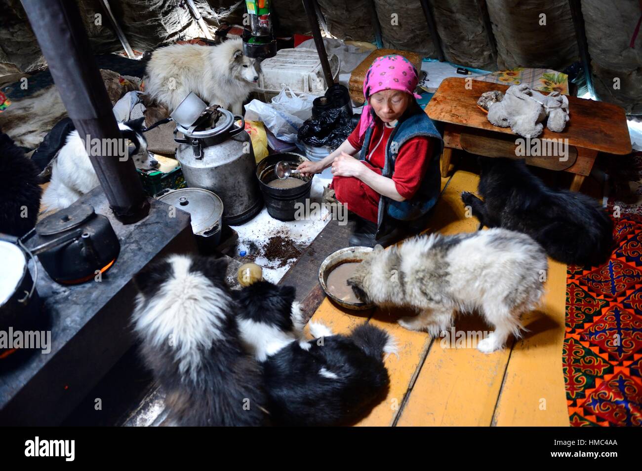 Dog nenets people hi-res stock photography and images - Alamy
