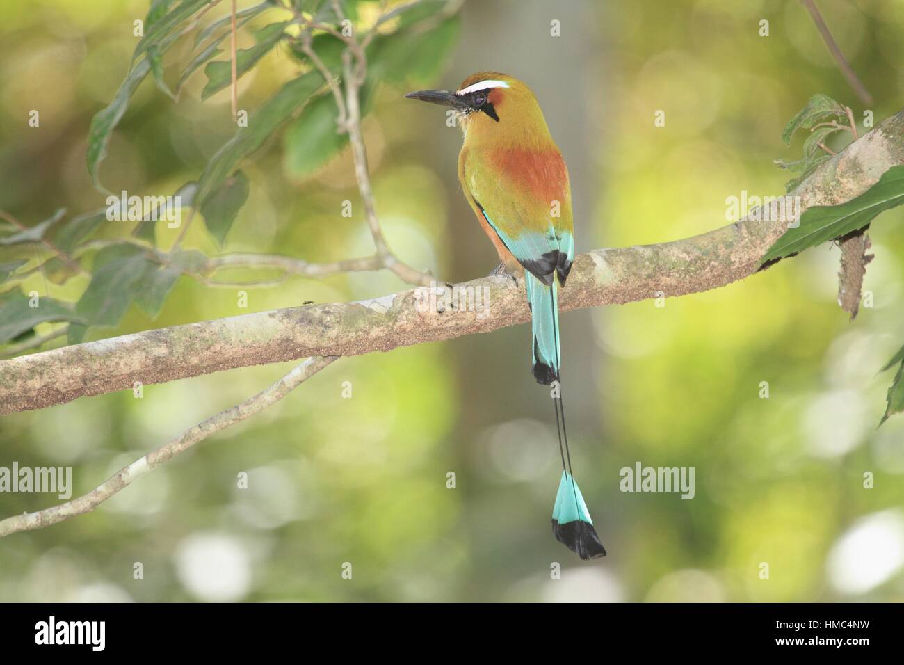 Momoto cejiceleste hi-res stock photography and images - Alamy