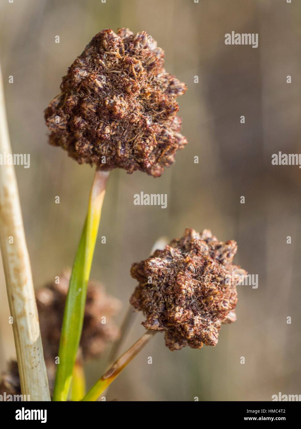 Reed fruit hi-res stock photography and images - Alamy