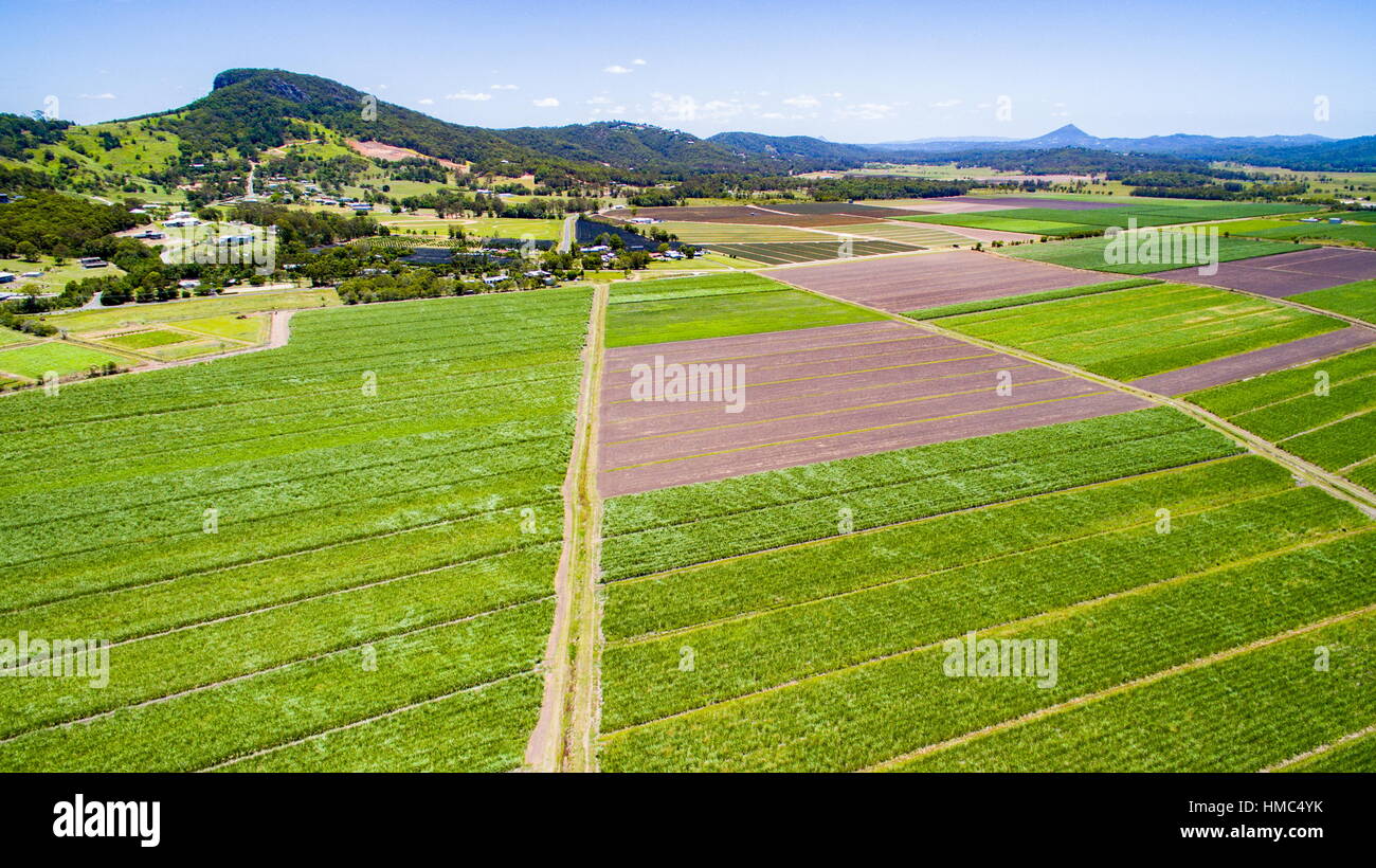 Sugarcane fields near Mt. Ninderry, Valdora, Queensland, Australia ...