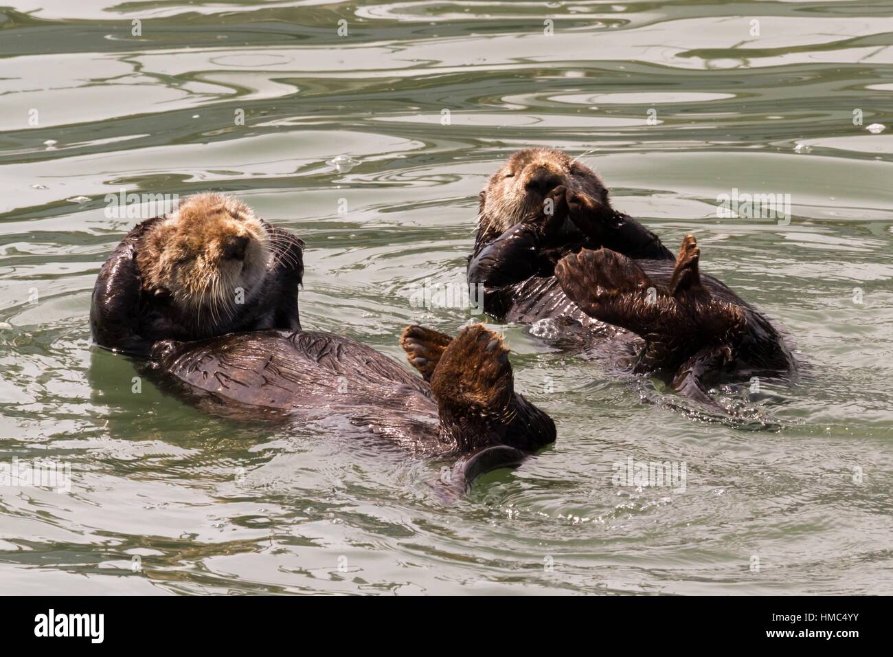 Two Sea Otters bathing themselves in the water Stock Photo - Alamy