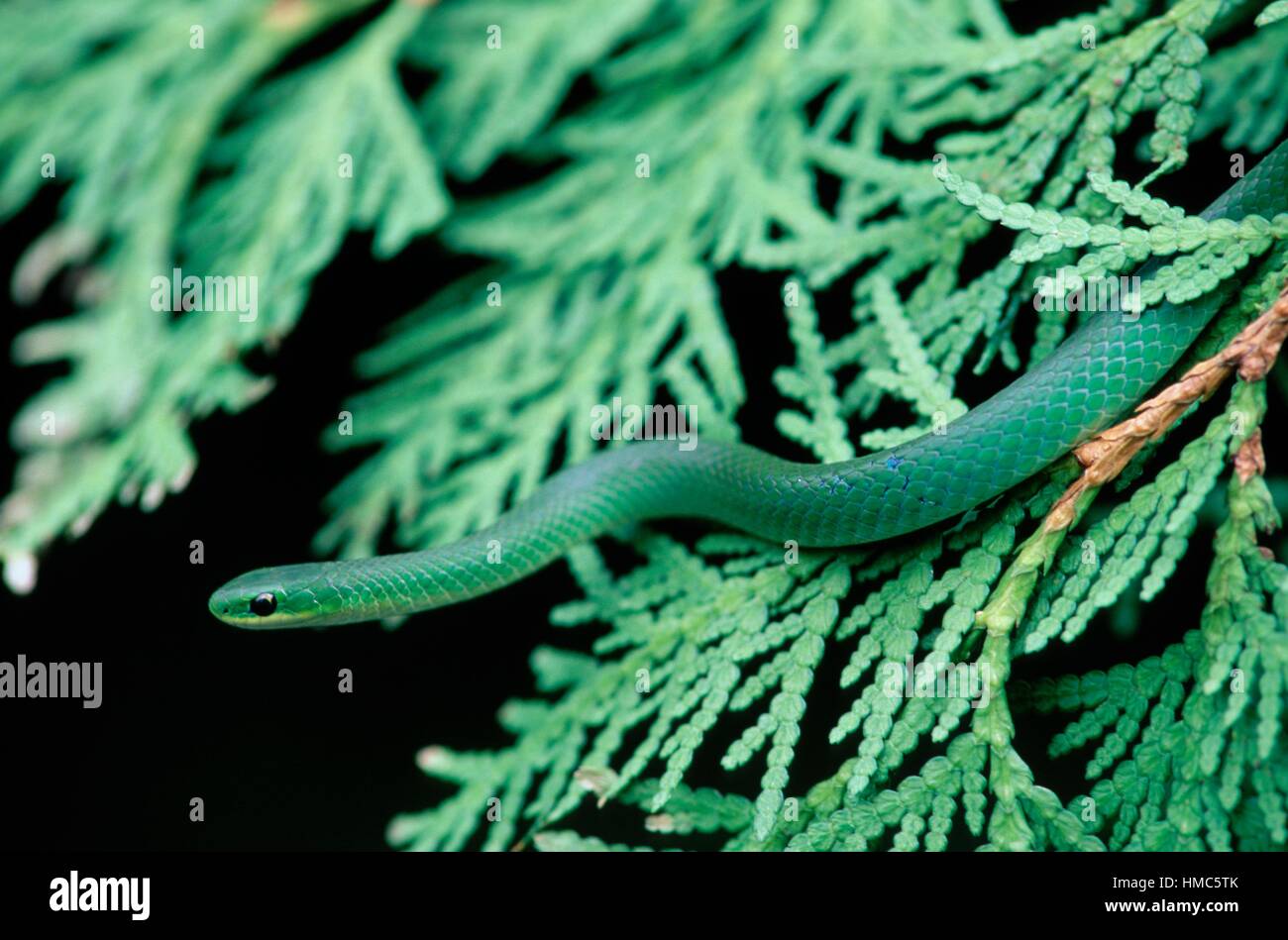 Smooth green hi-res stock photography and images - Alamy