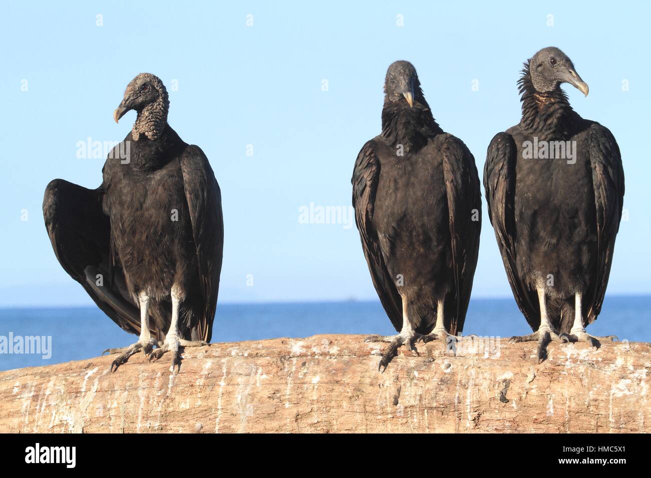 Zopilote Costa Rica Stock Photos & Zopilote Costa Rica Stock Images - Alamy
