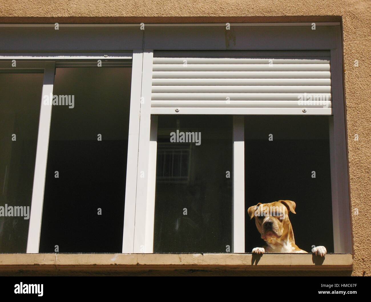 Dog leaning out the window of an apartment, Lleida, Spain Stock Photo ...