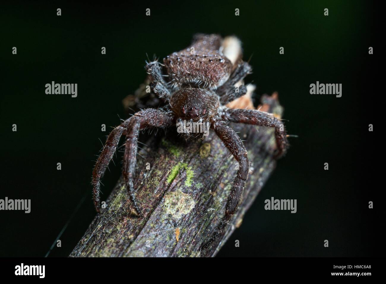 Wolf spider care hi-res stock photography and images - Alamy