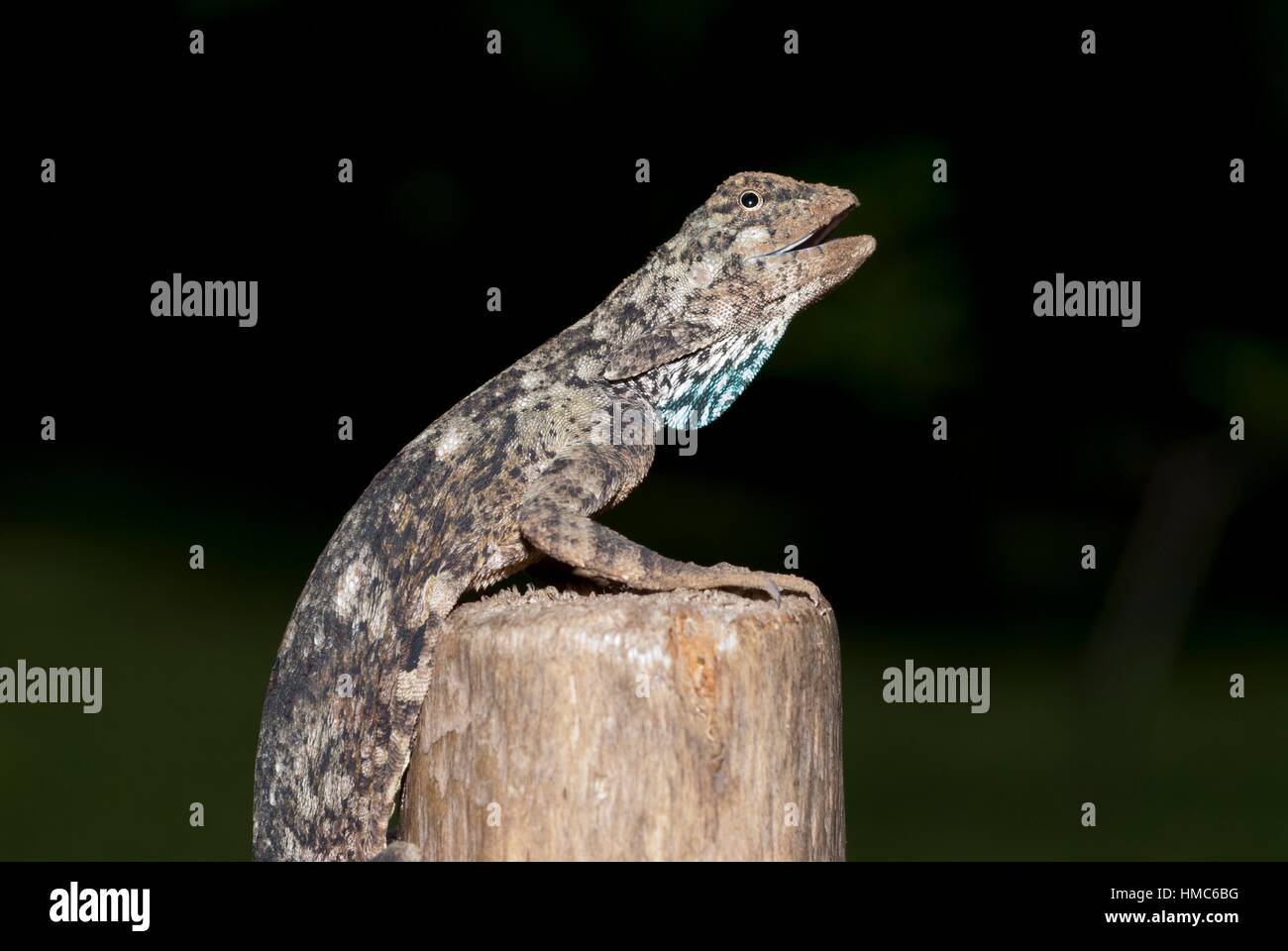 Draco Flying Lizard High Resolution Stock Photography and Images - Alamy
