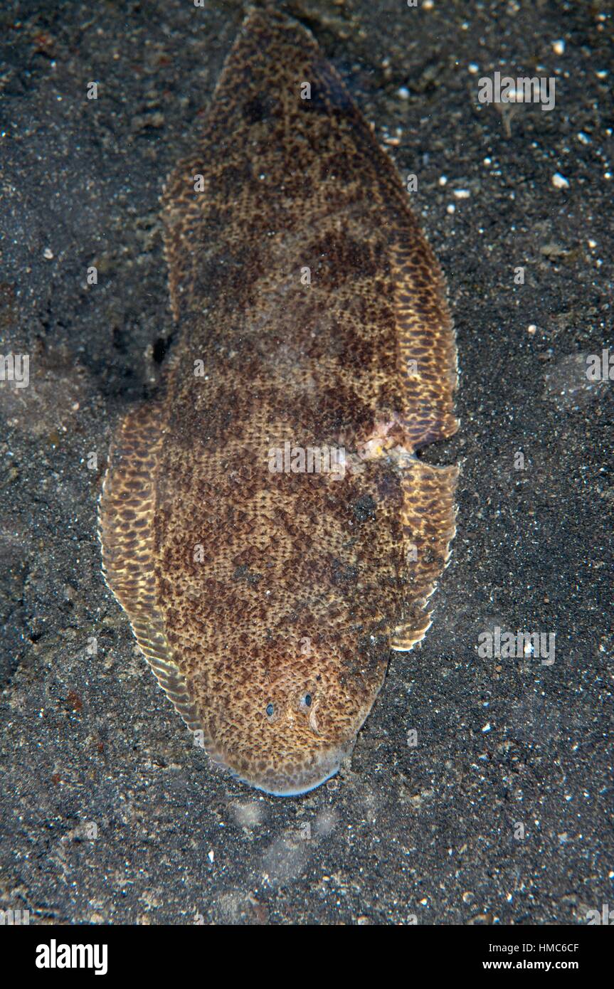 Brachirus heterolepis hi-res stock photography and images - Alamy