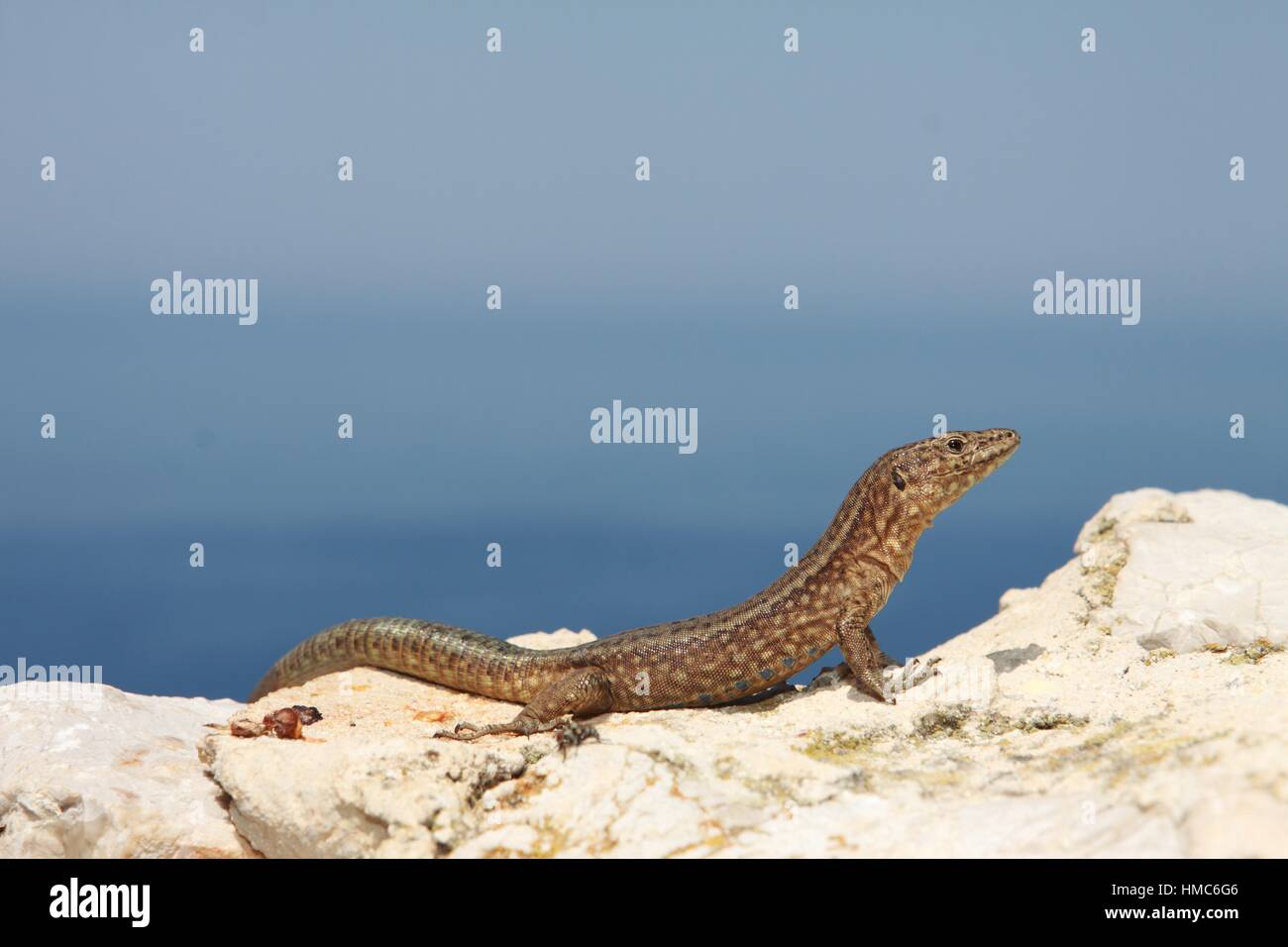 Balearic Wall Lizard Podarcis Lilfordi High Resolution Stock ...