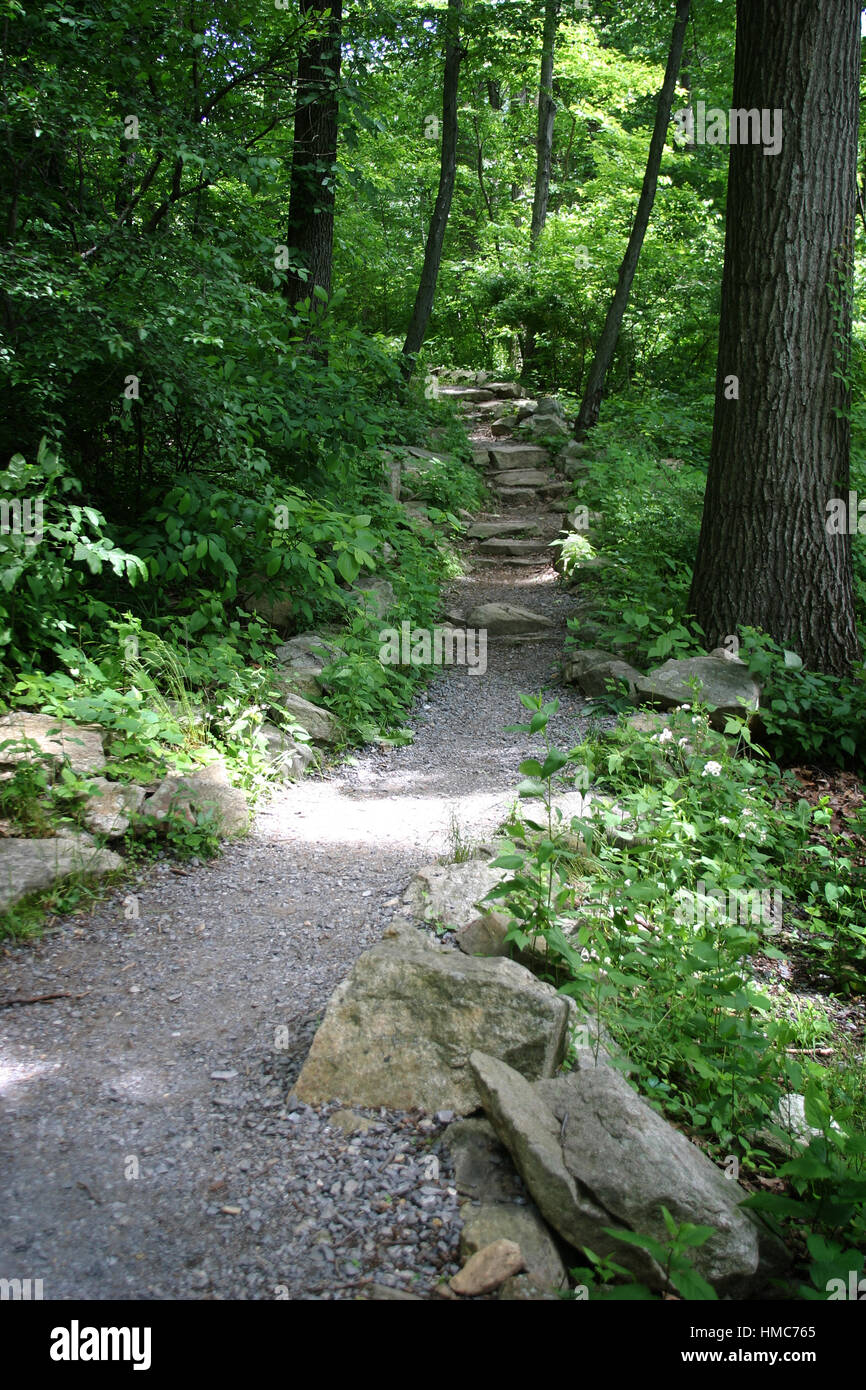 Forested woodland pathway hi-res stock photography and images - Alamy