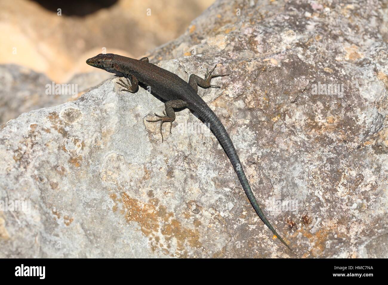 Balearic Wall Lizard Podarcis Lilfordi High Resolution Stock ...