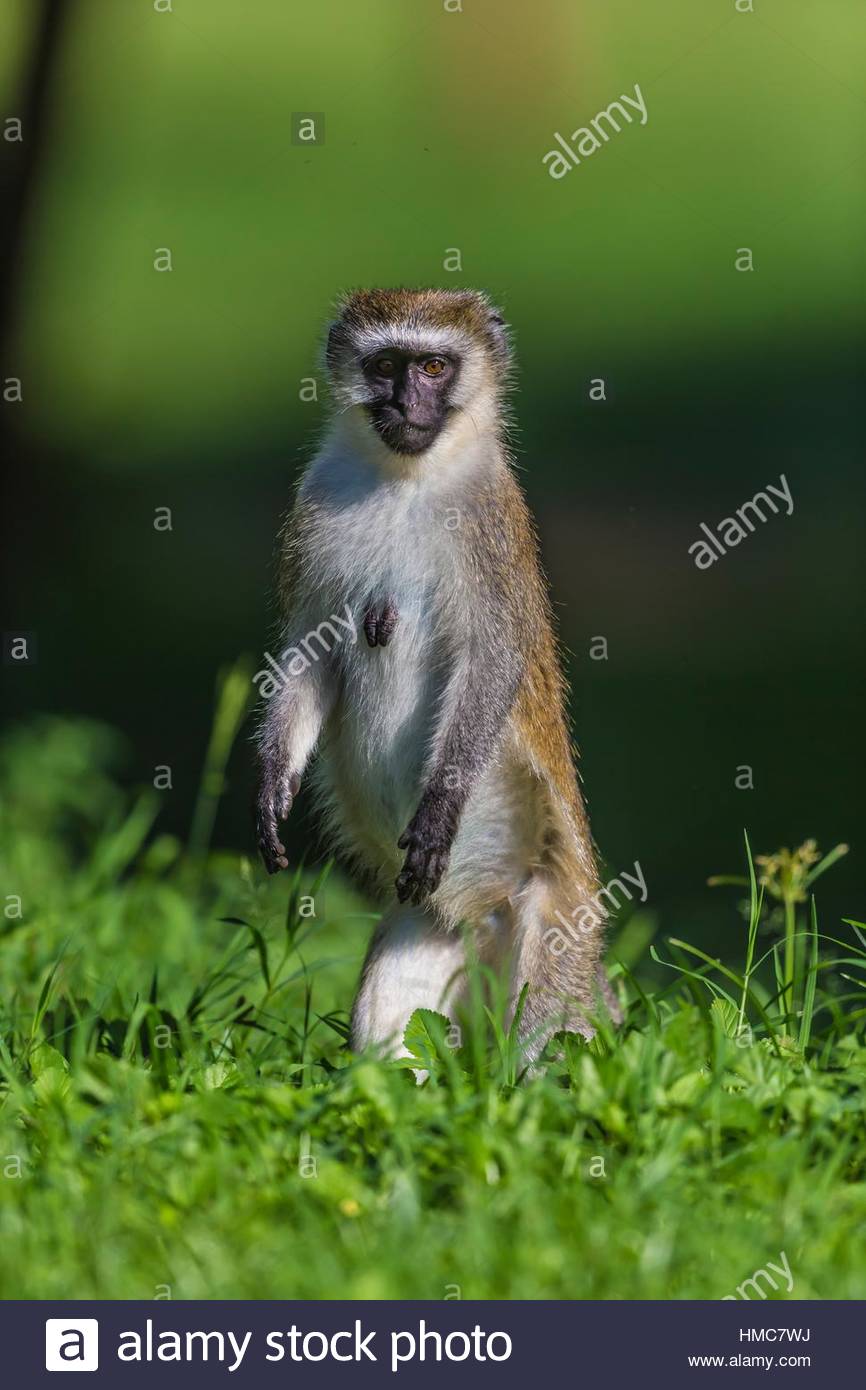 Monkey Standing Up Stock Photos & Monkey Standing Up Stock Images - Alamy