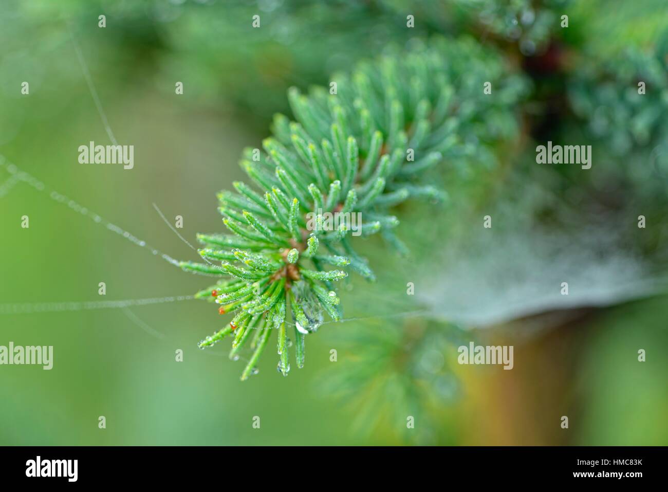 Spruce species hi-res stock photography and images - Alamy