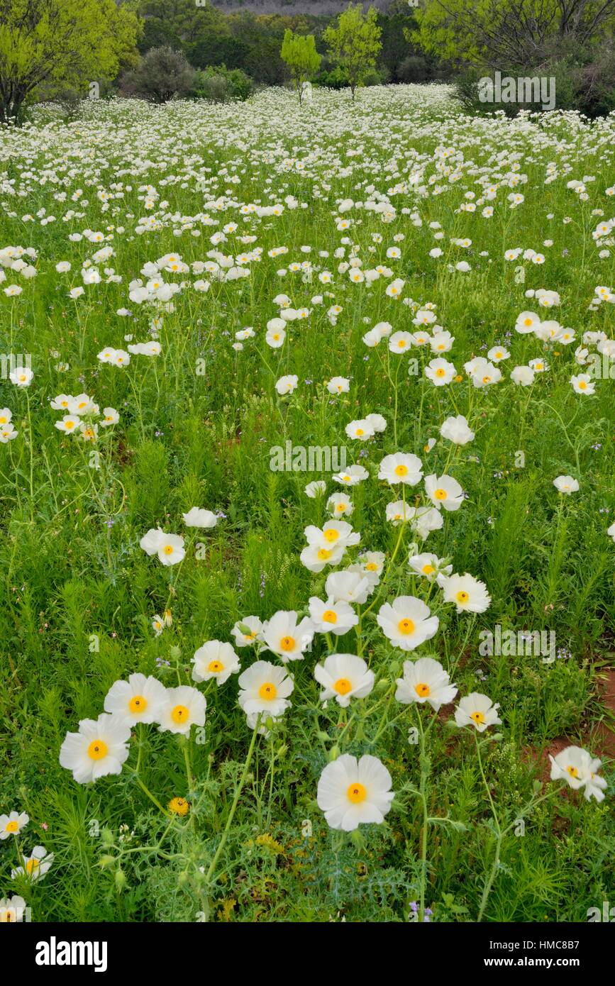 Spring Prickly Poppies High Resolution Stock Photography and Images - Alamy