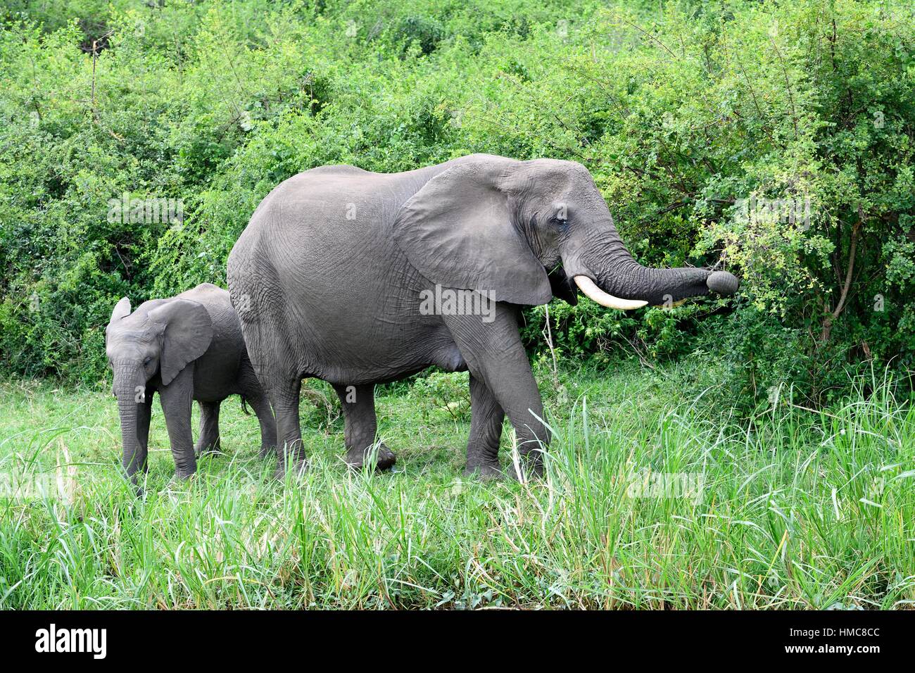 Female and calf hi-res stock photography and images - Alamy