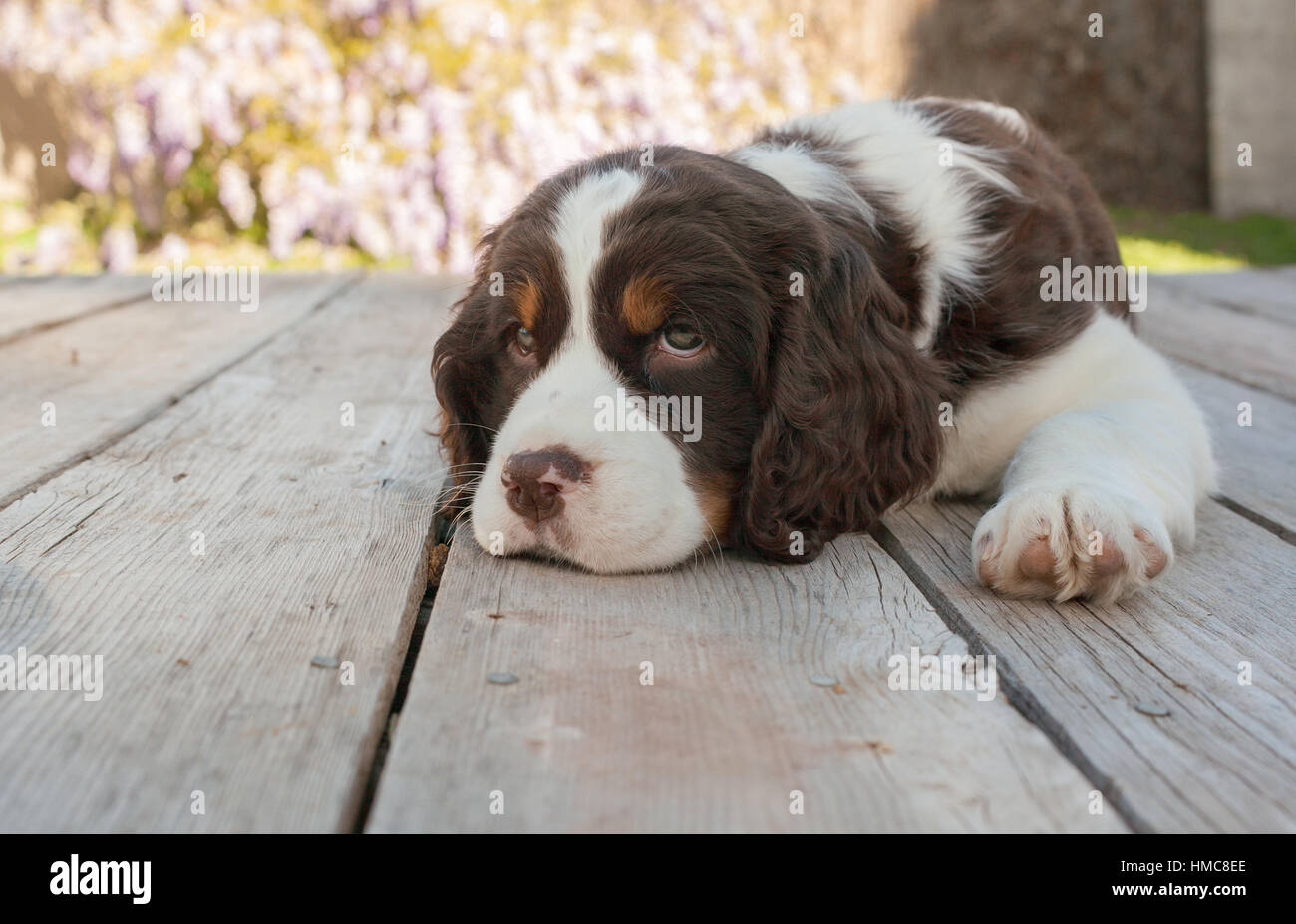 Sweet young springer spaniel puppy dog lays down with her head on the ...