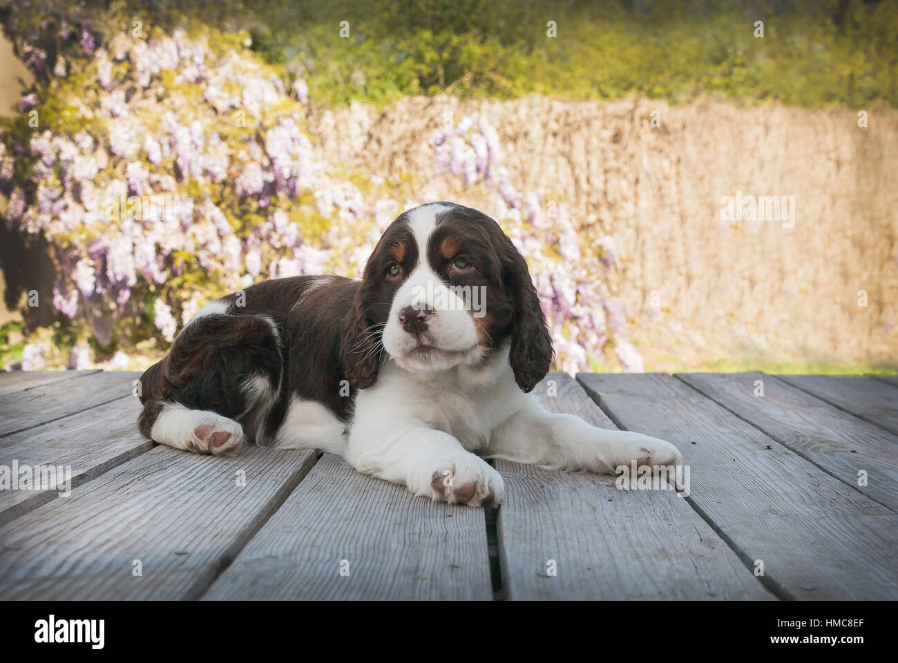 Sweet young springer spaniel puppy dog lays down on the wooden deck ...