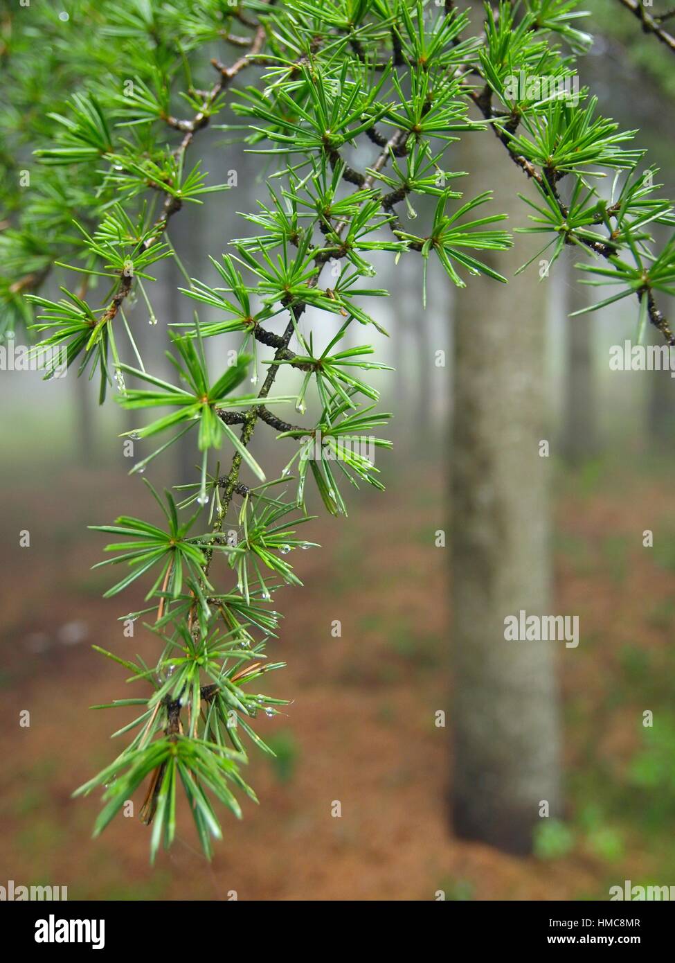 Silver Fir Tree High Resolution Stock Photography and Images - Alamy