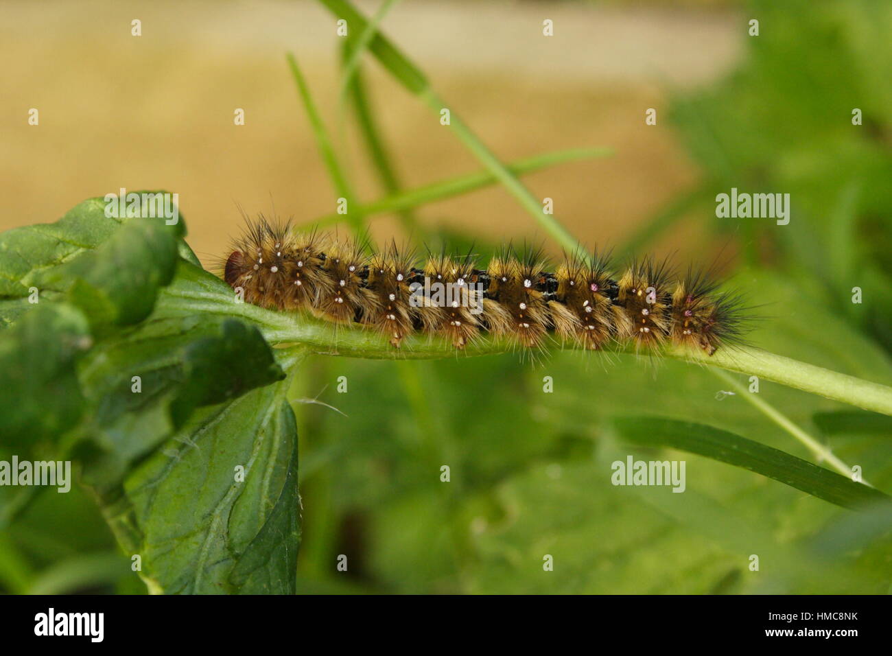 Painted Lady Caterpillar High Resolution Stock Photography and Images ...