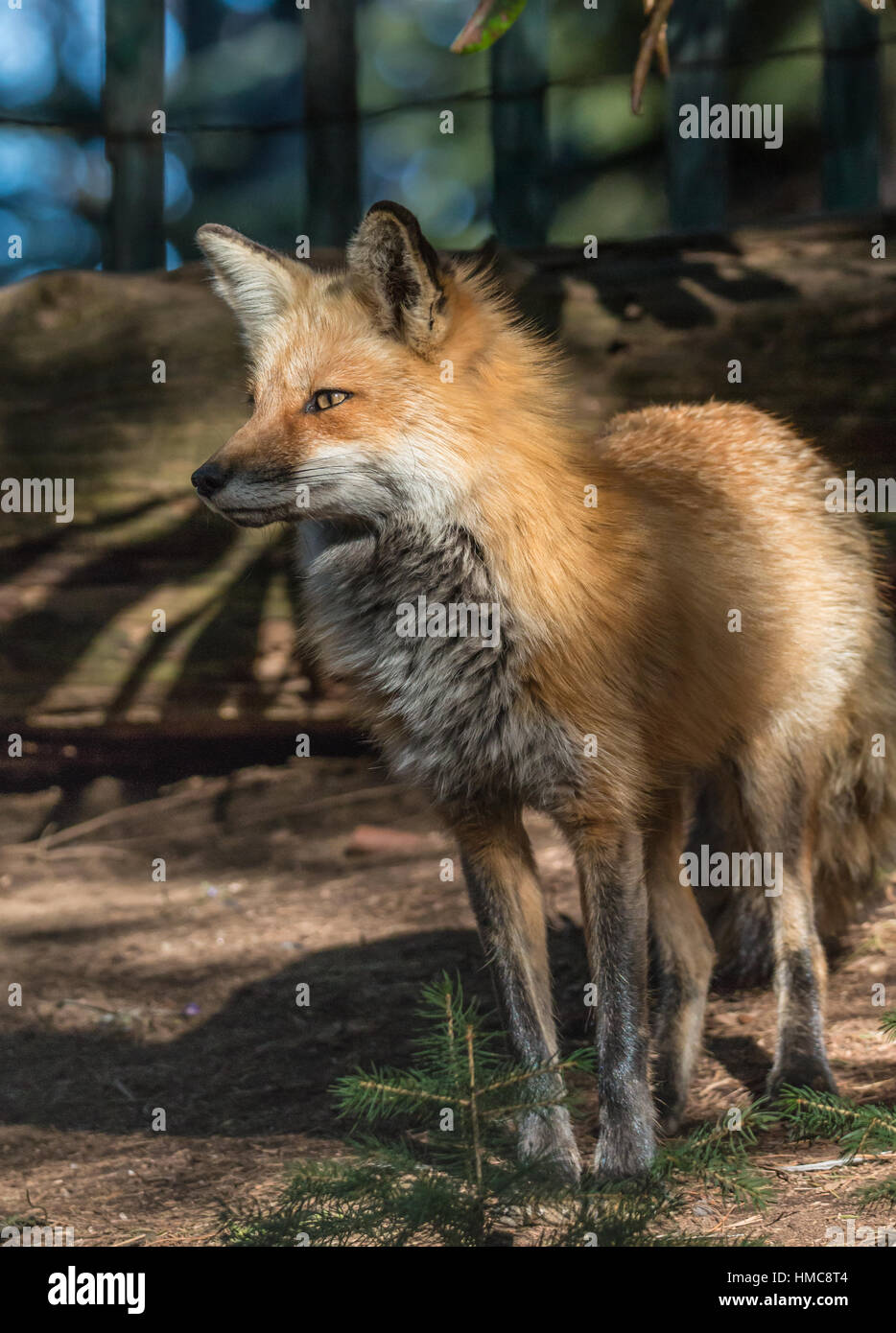 Red Fox - Vulpes Vulpes Closeup Stock Photo - Alamy