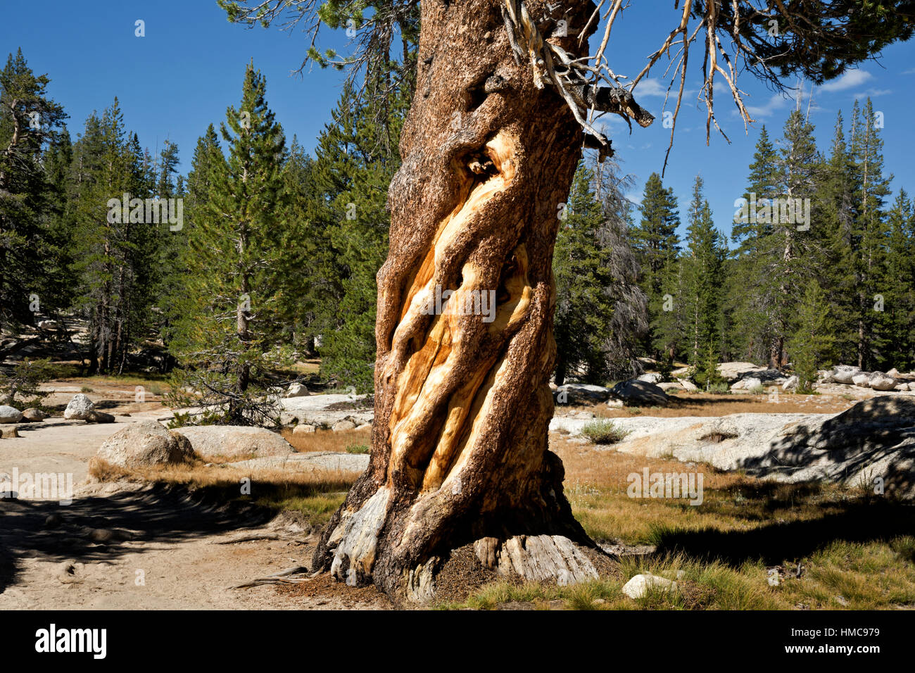diffCA02990-00...CALIFORNIA - A twisted tree along the John Muir Trail ...