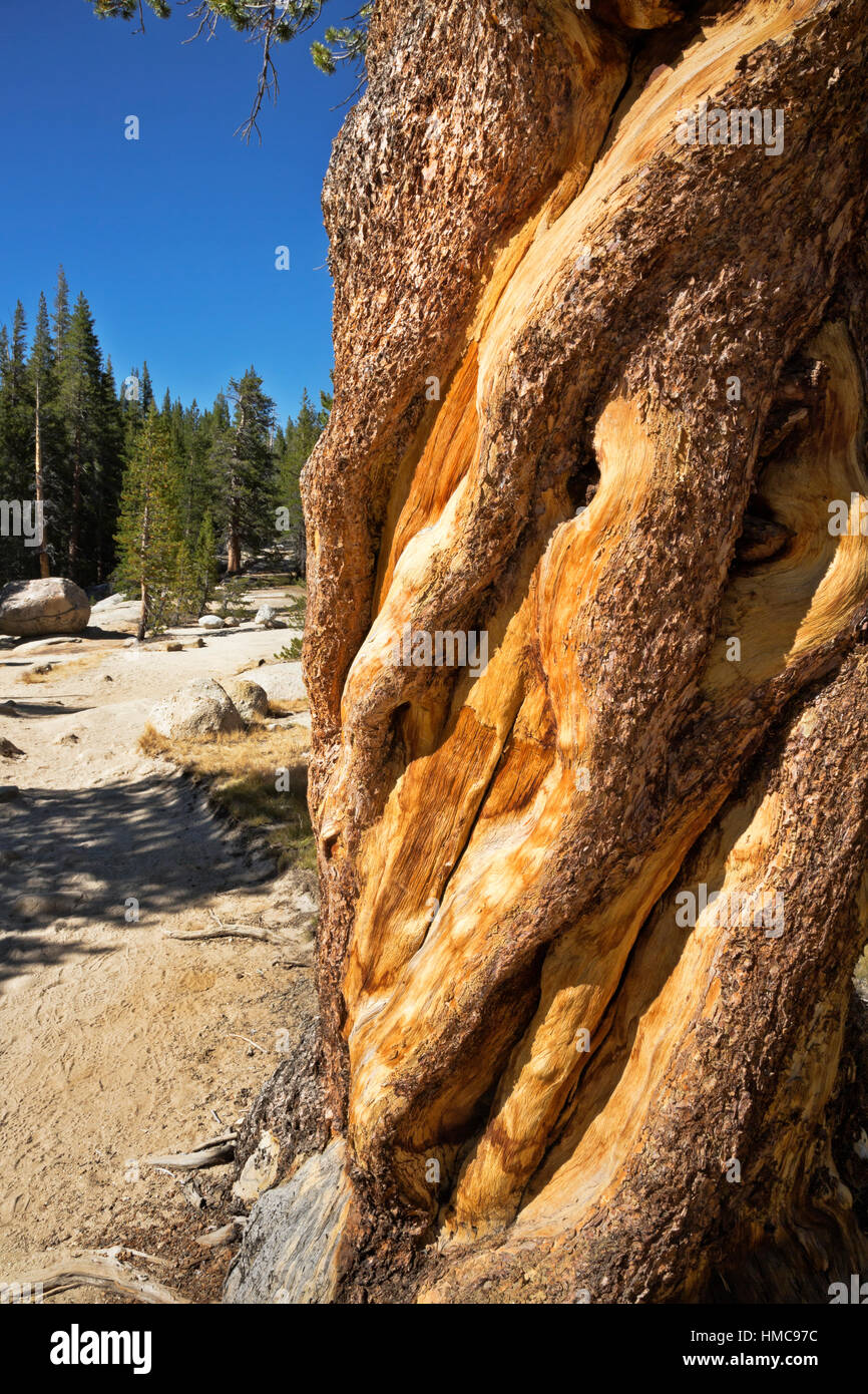 CA02991-00...CALIFORNIA - A twisted tree along the John Muir Trail in ...