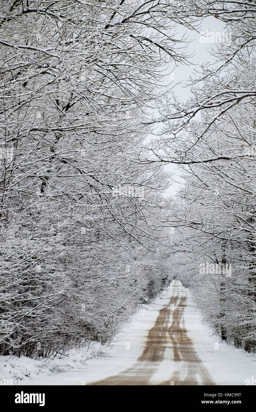 Snow laden deciduous trees line the snowy road Stock Photo - Alamy